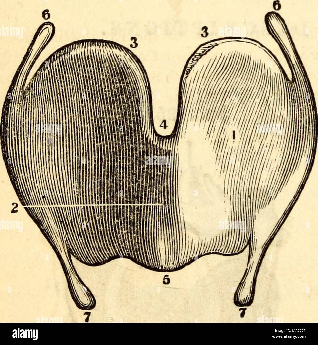 Superior thyroid notch hi-res stock photography and images - Alamy