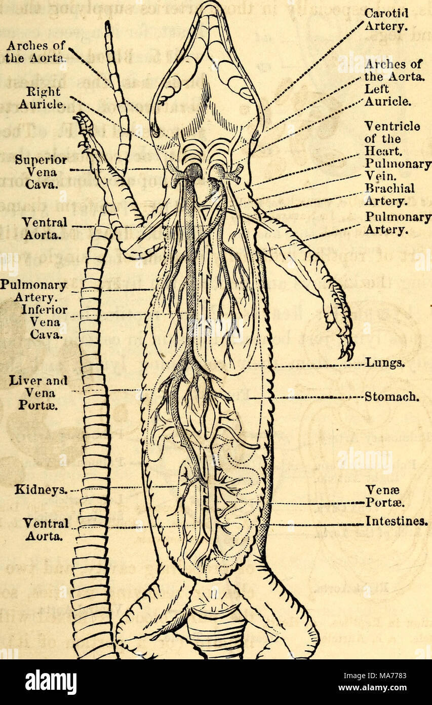 . Elementary anatomy and physiology : for colleges, academies, and ...