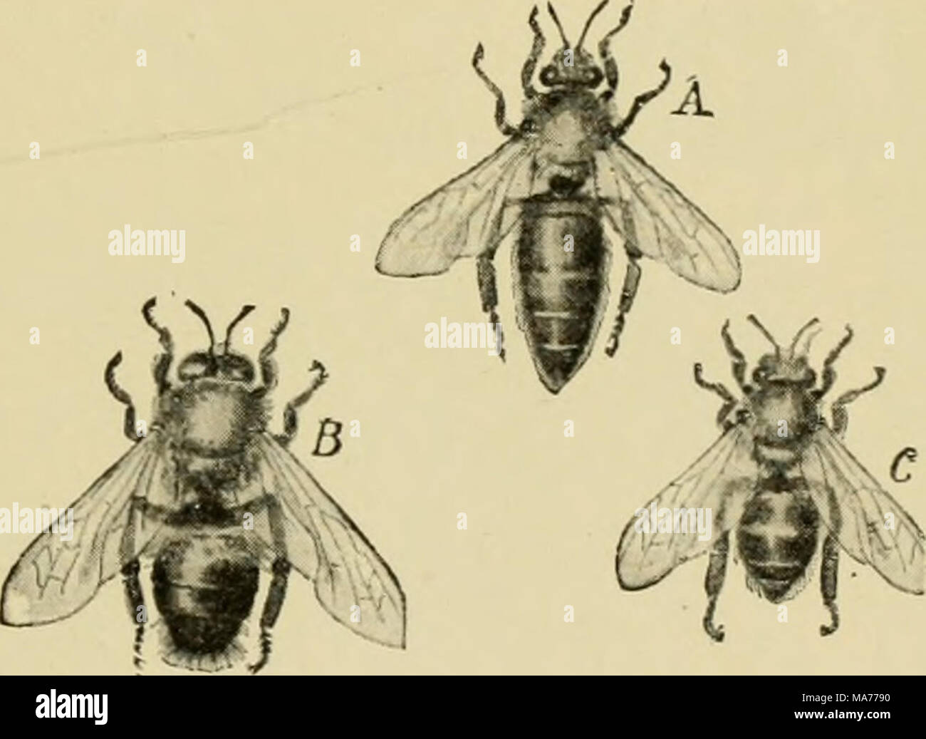 Queen Bee Scientific Illustration
