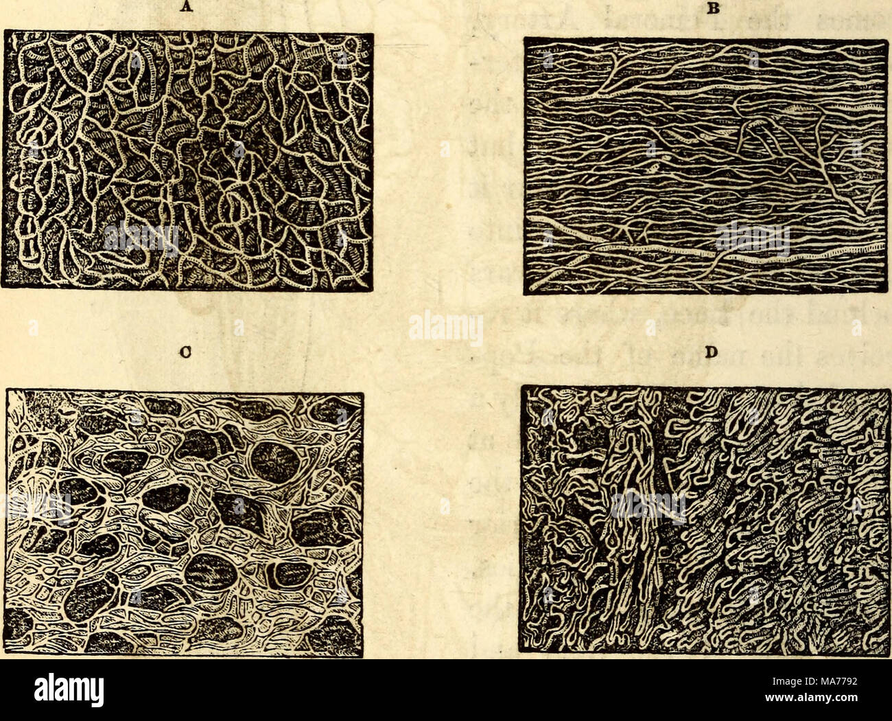 Blood capillaries muscle hi-res stock photography and images - Alamy