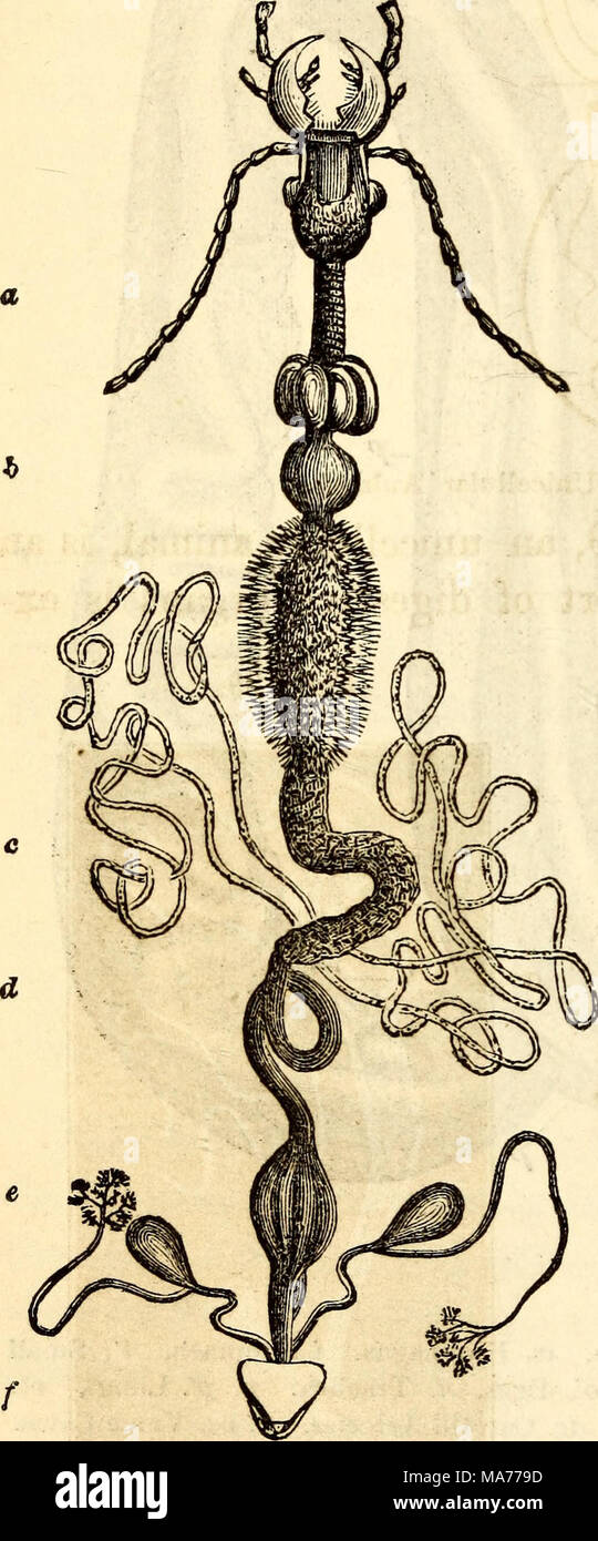 . Elementary anatomy and physiology : for colleges, academies, and ...