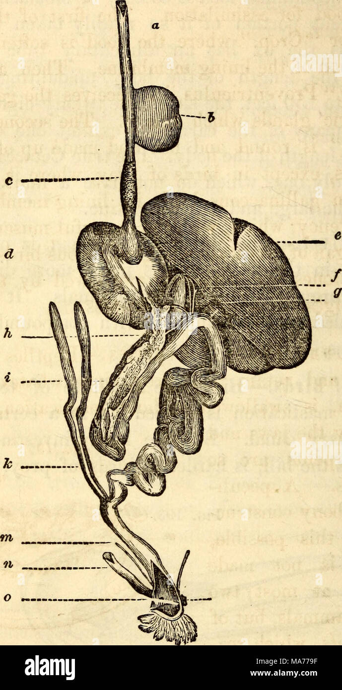 Ventriculus hi-res stock photography and images - Alamy