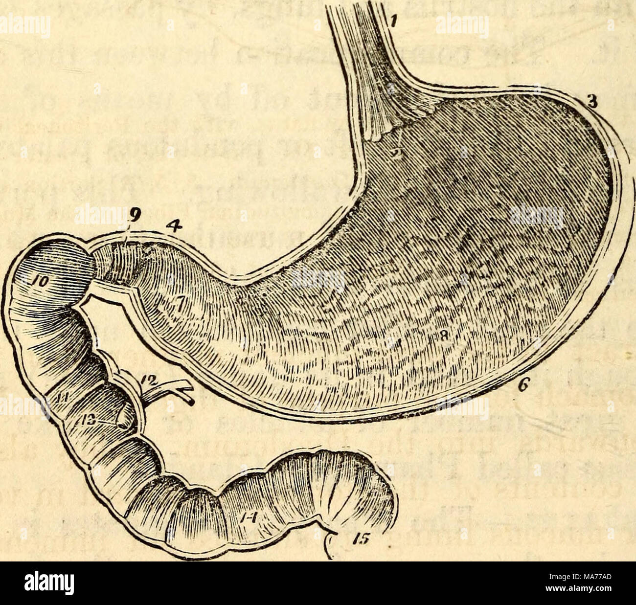 Pyloric Stock Photos & Pyloric Stock Images - Alamy