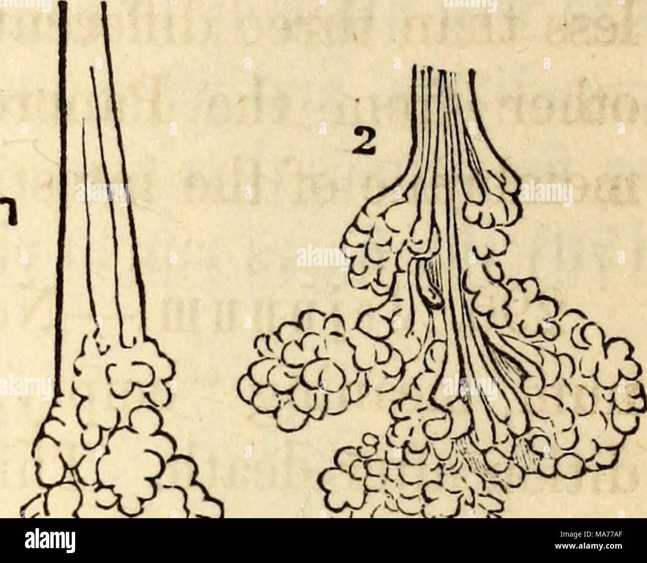 Mucus secreting glands hi-res stock photography and images - Alamy