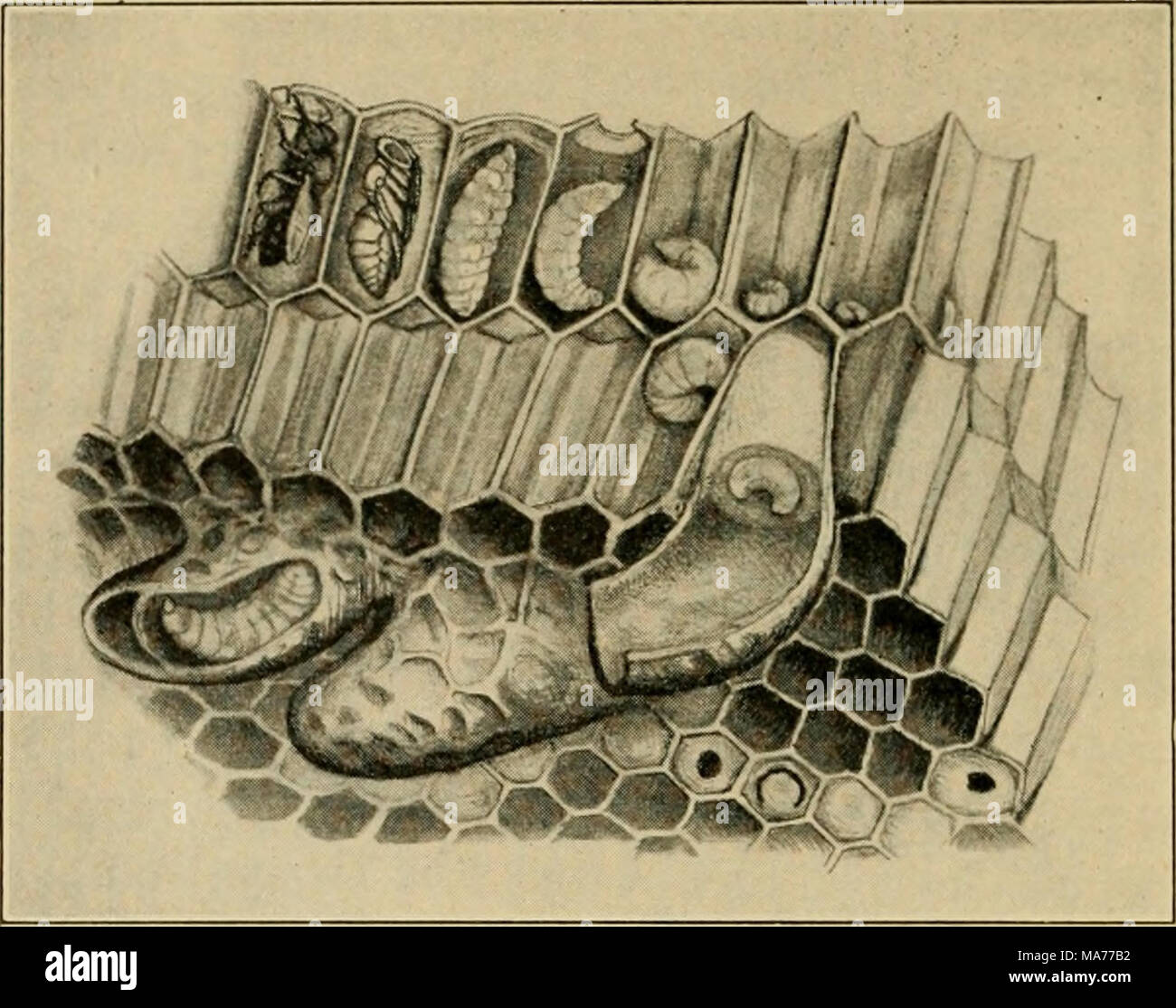 . Elementary entomology . Fig. 434. Queen cells of the honey-bee, and ...