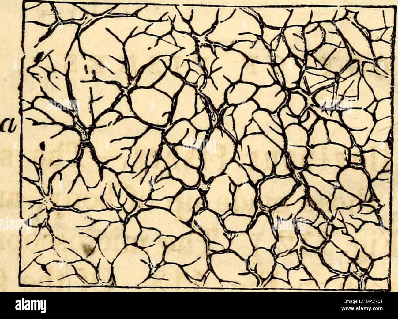 . Elementary anatomy and physiology : for colleges, academies, and ...