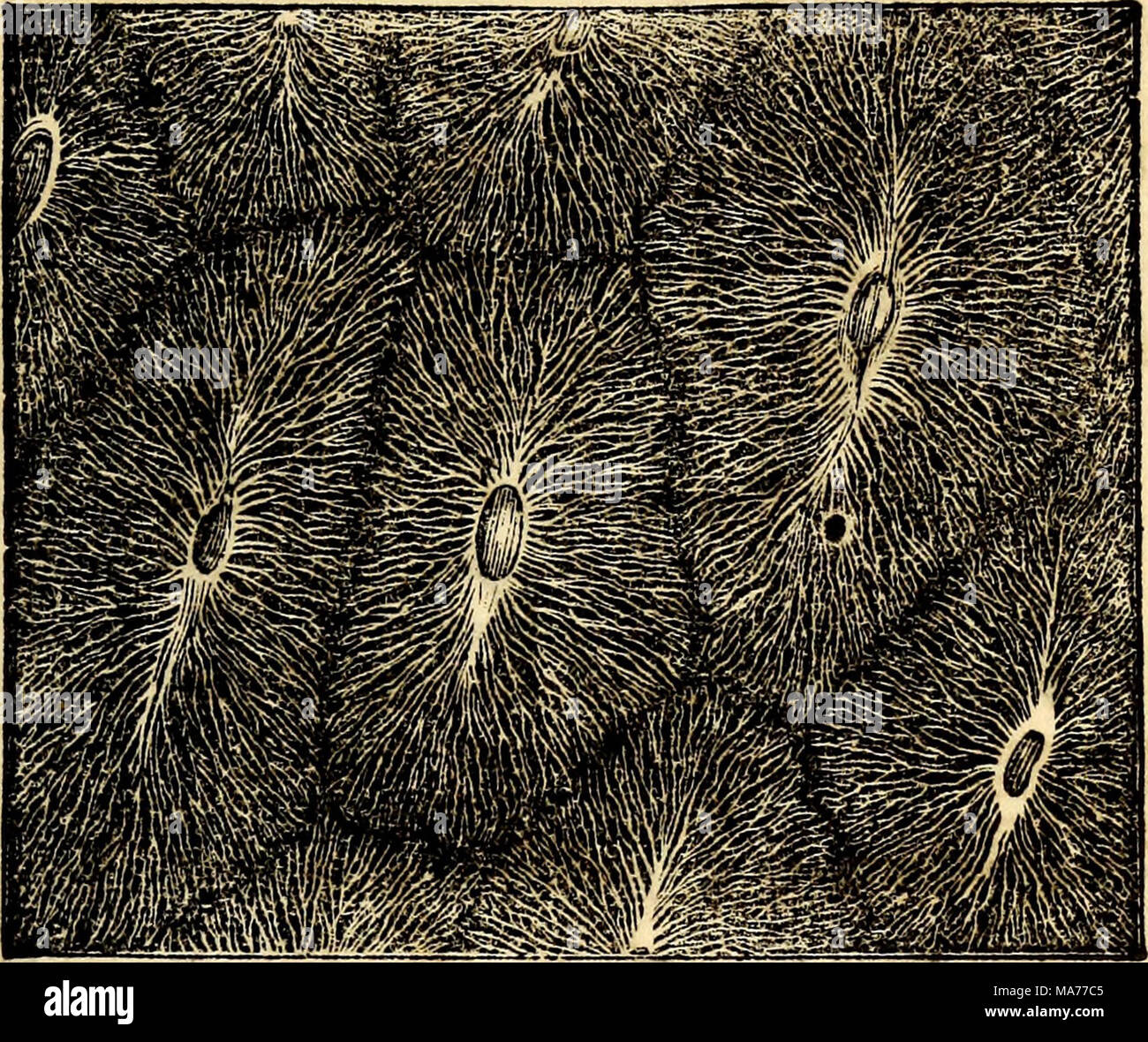 . Elementary anatomy and physiology : for colleges, academies, and ...