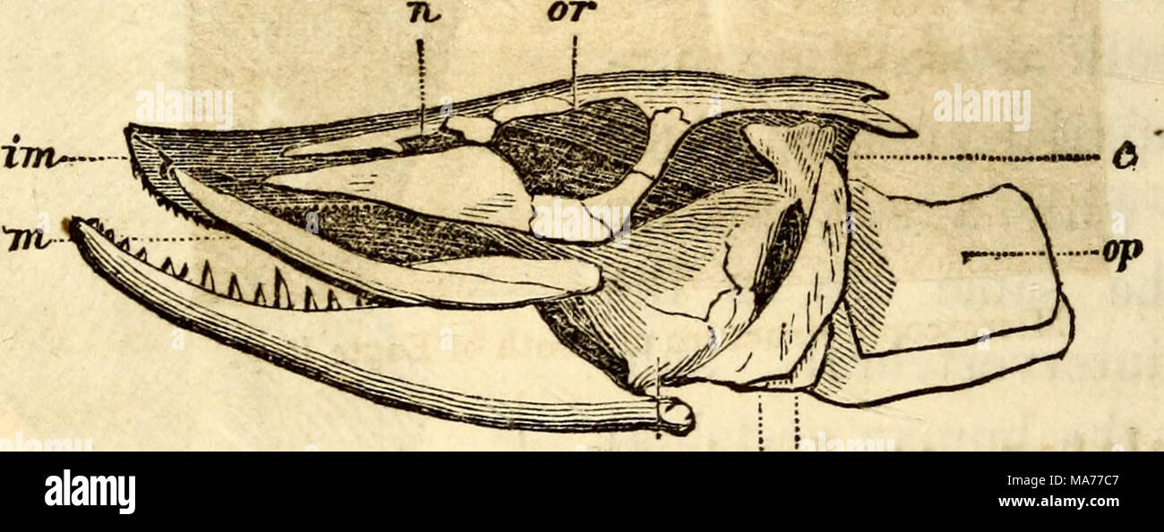 Intermaxillary bone hi-res stock photography and images - Alamy