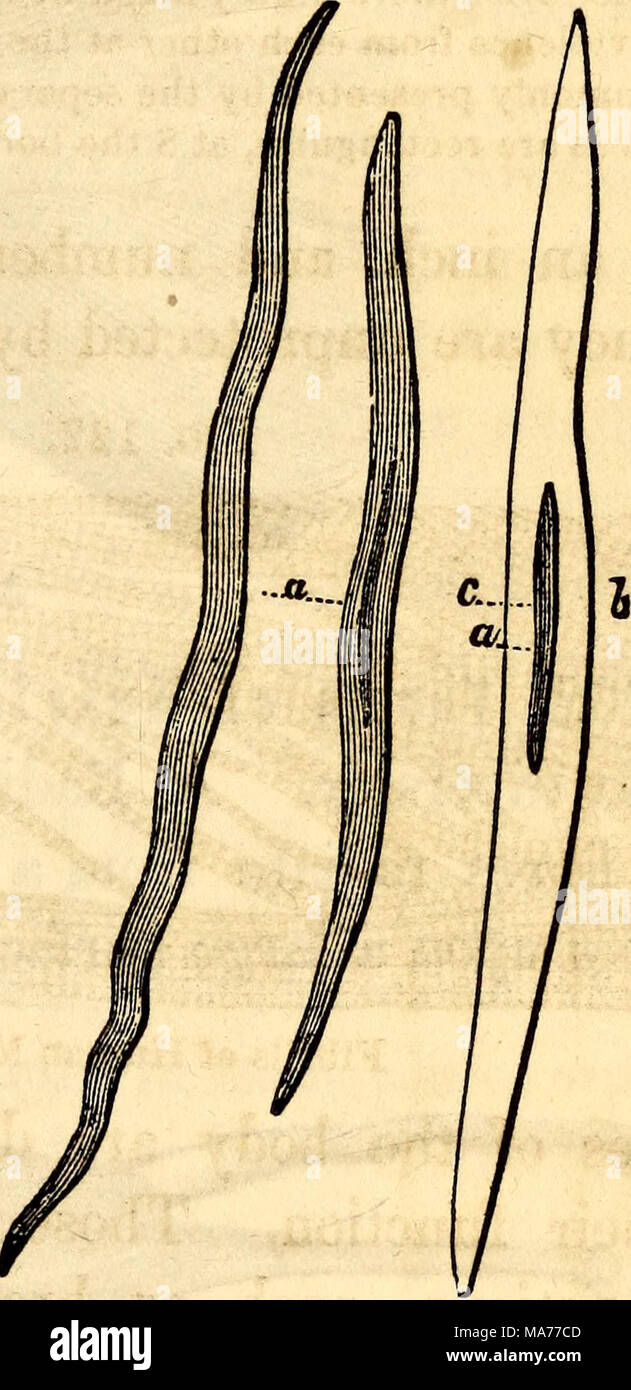 Animal cells under the microscope hi-res stock photography and images ...