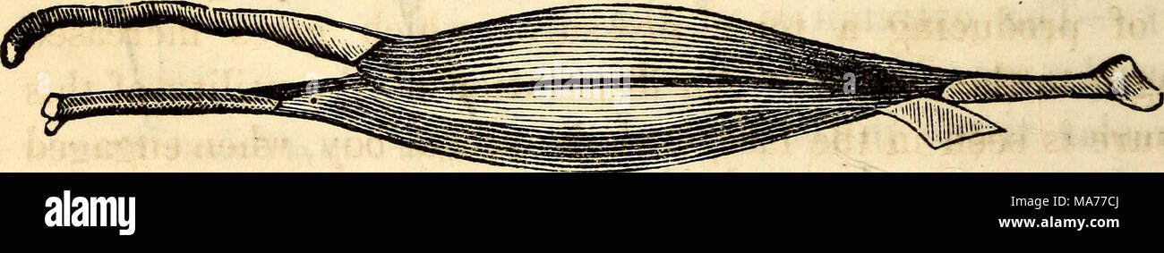 Fusiform muscles hi-res stock photography and images - Alamy