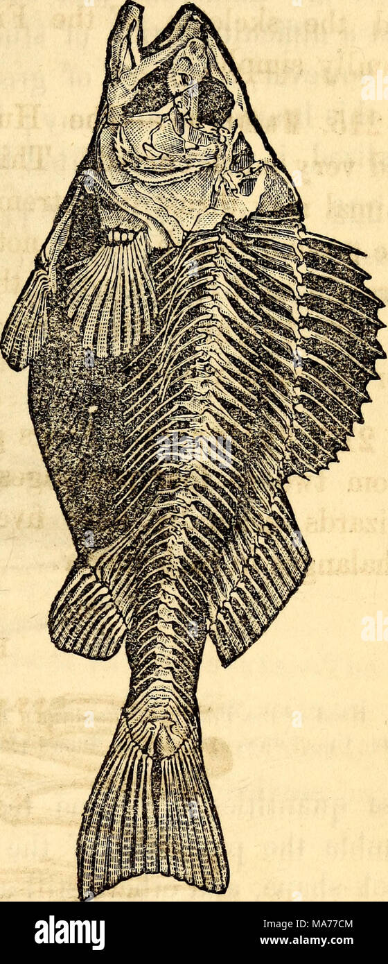 . Elementary anatomy and physiology : for colleges, academies, and ...