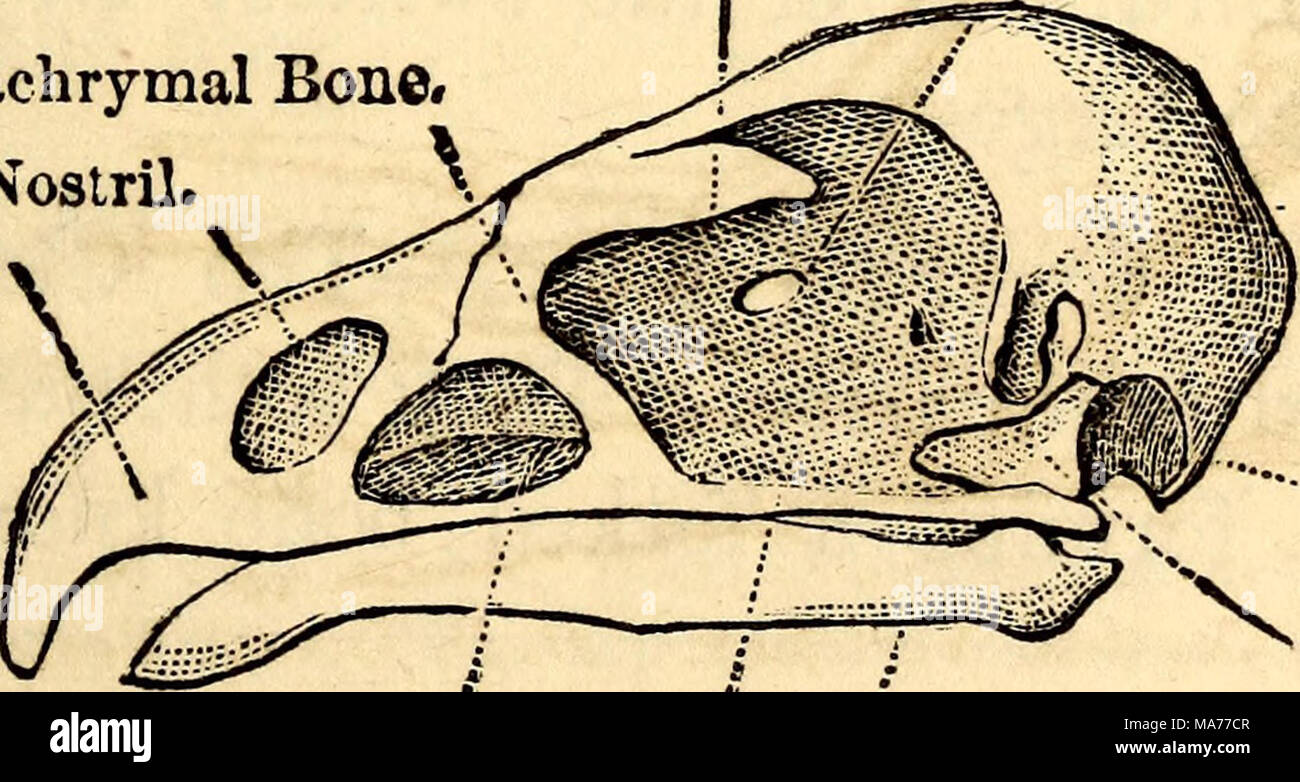 . Elementary anatomy and physiology : for colleges, academies, and ...