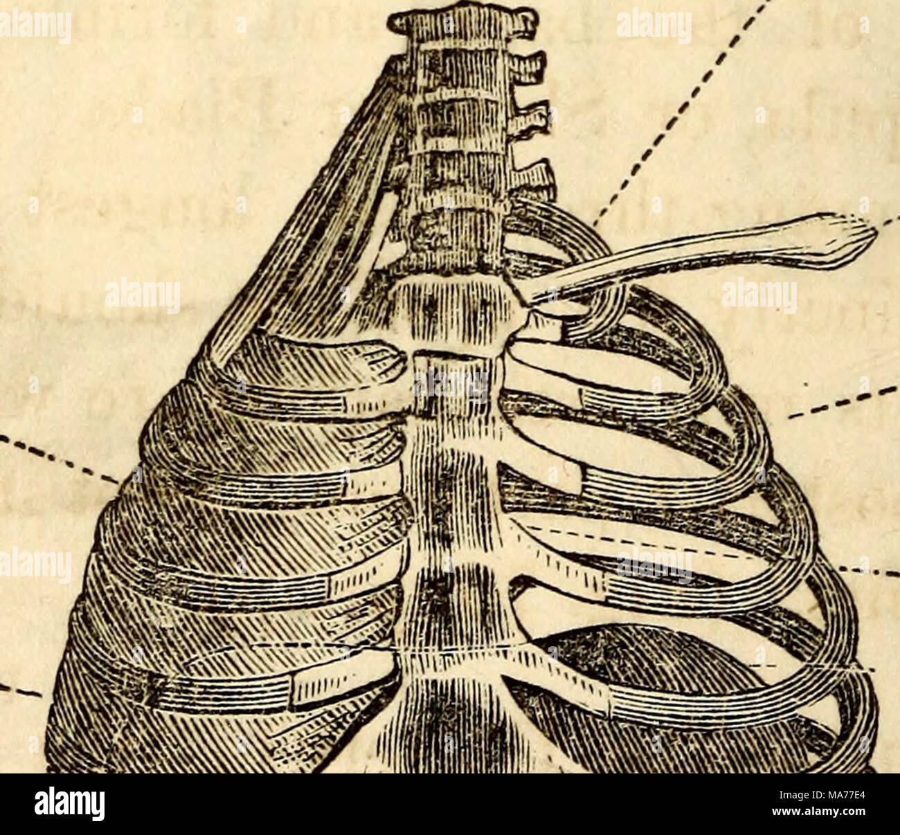 Seventh rib hi-res stock photography and images - Alamy