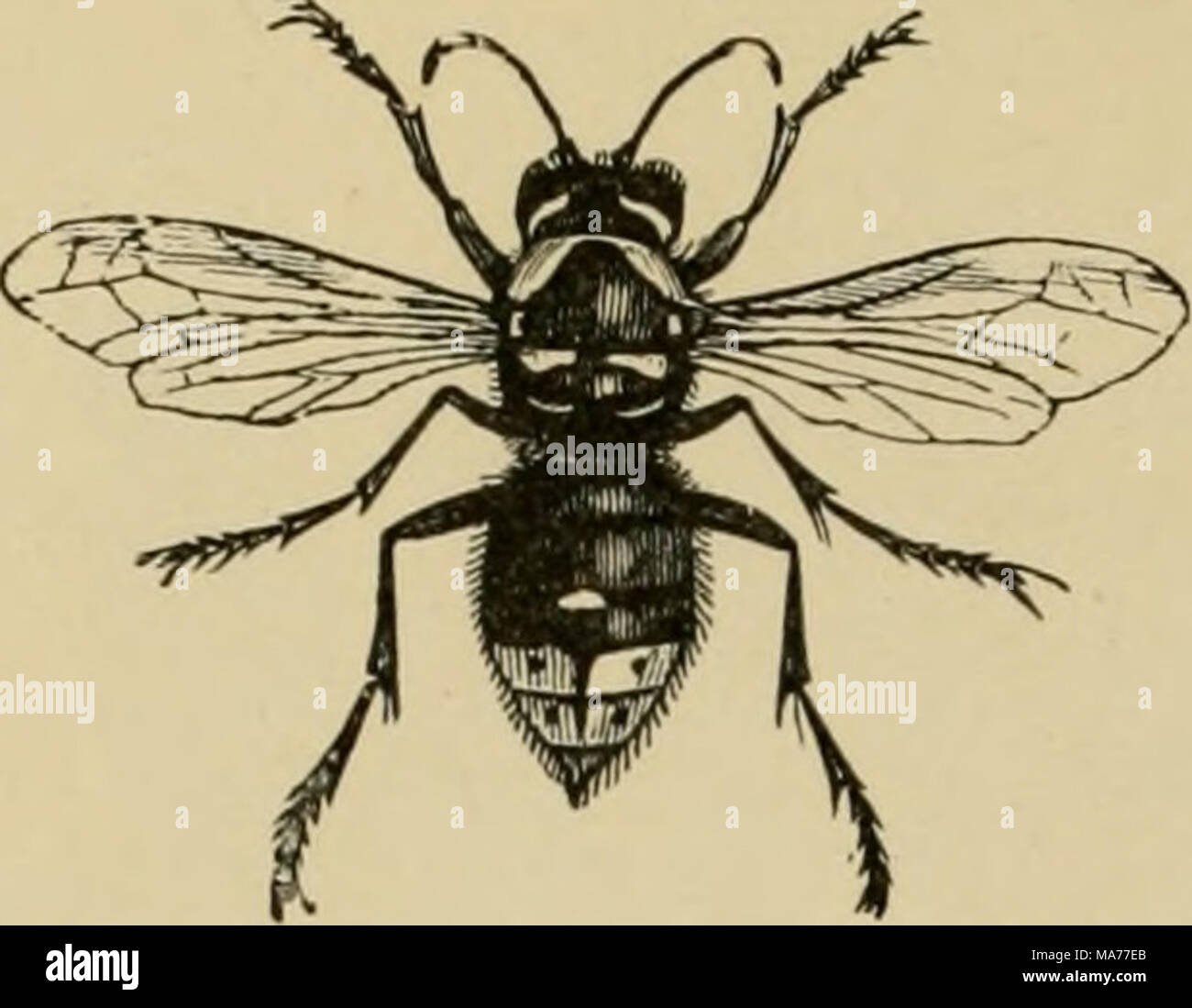 . Elementary entomology . Fig. 423. White-faced wasp (I'e.spa ...