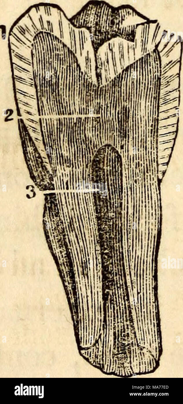 . Elementary anatomy and physiology : for colleges, academies, and ...
