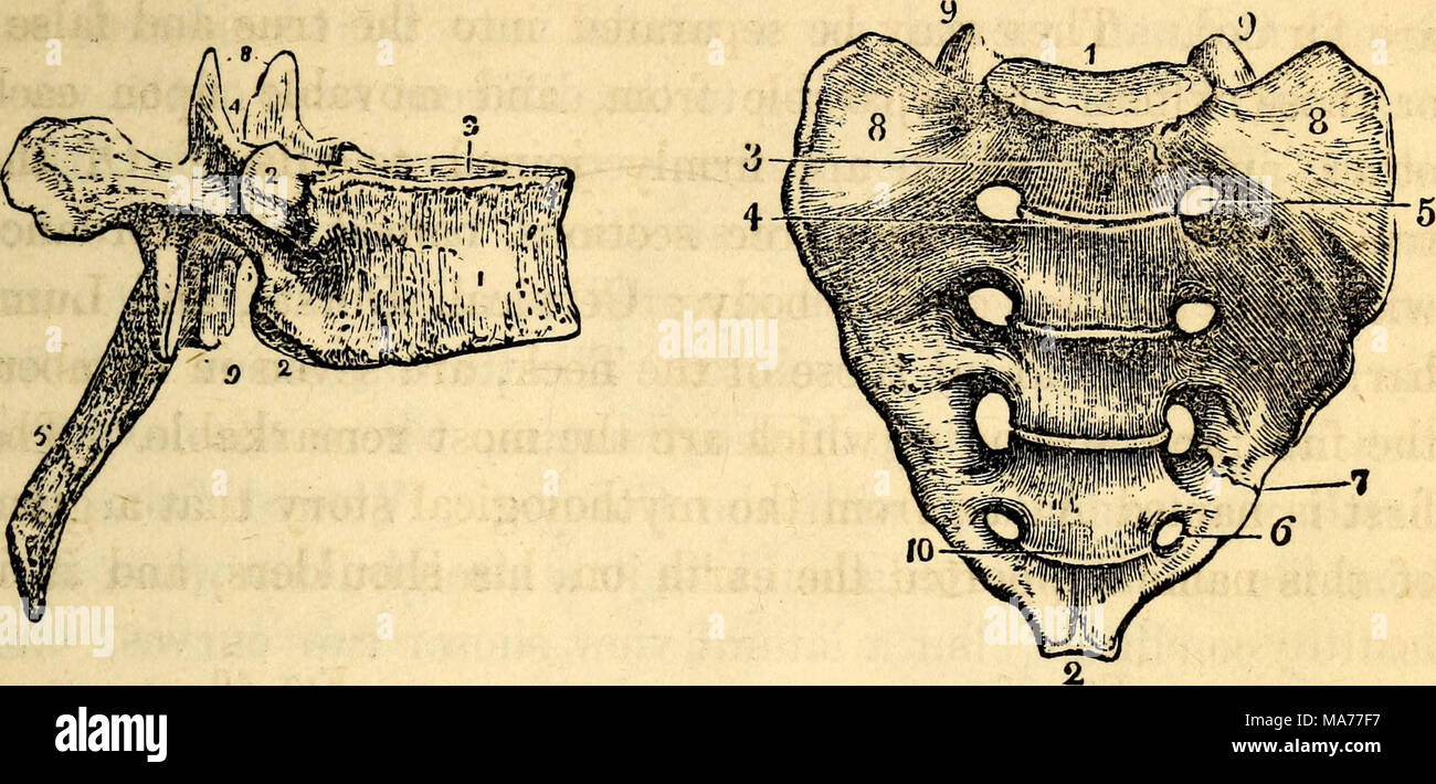 5 lumbar vertebrae hi-res stock photography and images - Alamy