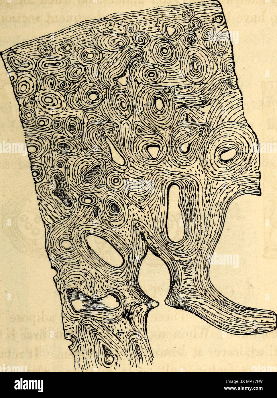 Distinct anatomy hi-res stock photography and images - Alamy