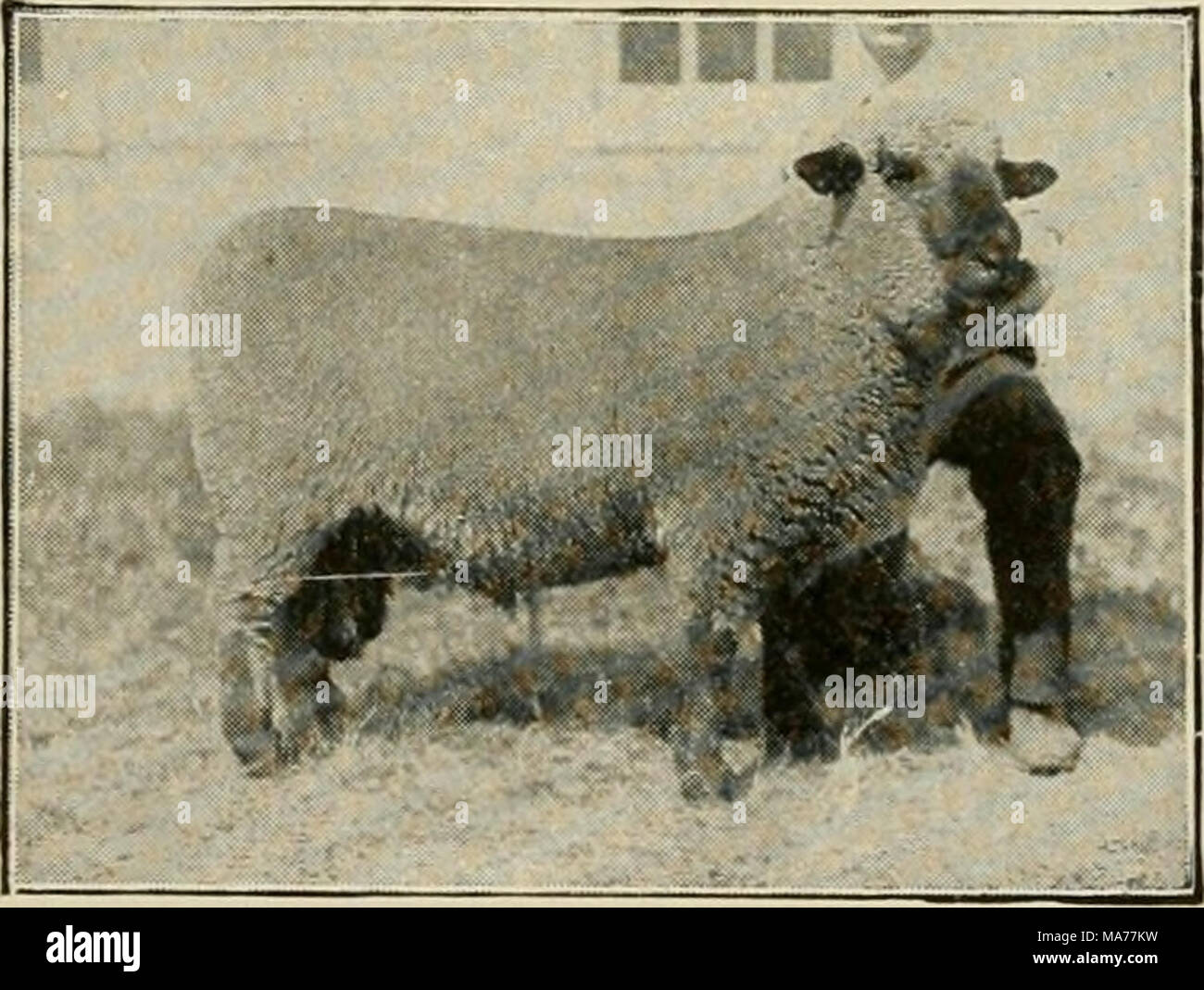 . Elementary agriculture . Fig. 22. A Shropshire ram Stock Photo - Alamy