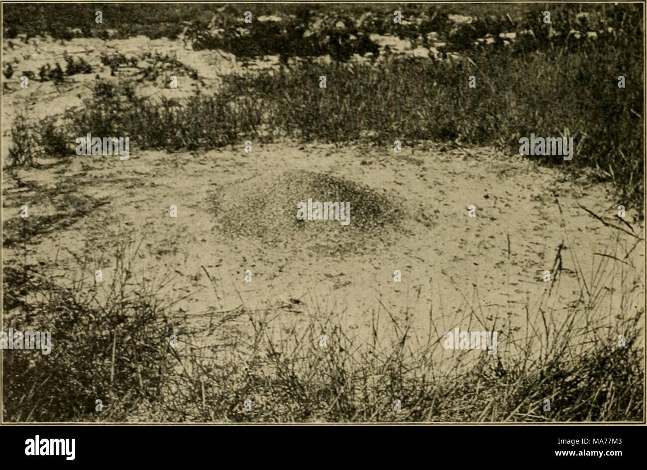 Ant habitat construction hi-res stock photography and images - Alamy