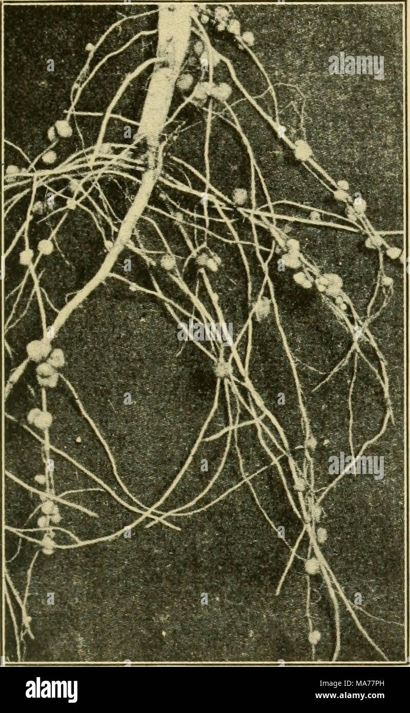 Cow pea farm hi-res stock photography and images - Alamy