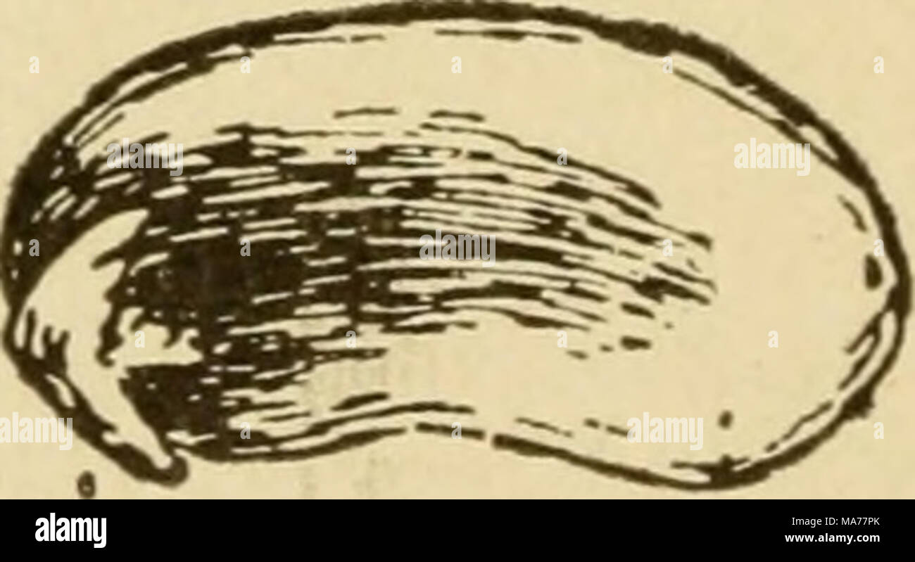 Corn embryo hi-res stock photography and images - Alamy