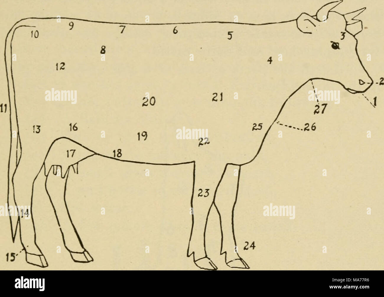 Diagram Of Cow Stock Photos & Diagram Of Cow Stock Images - Alamy