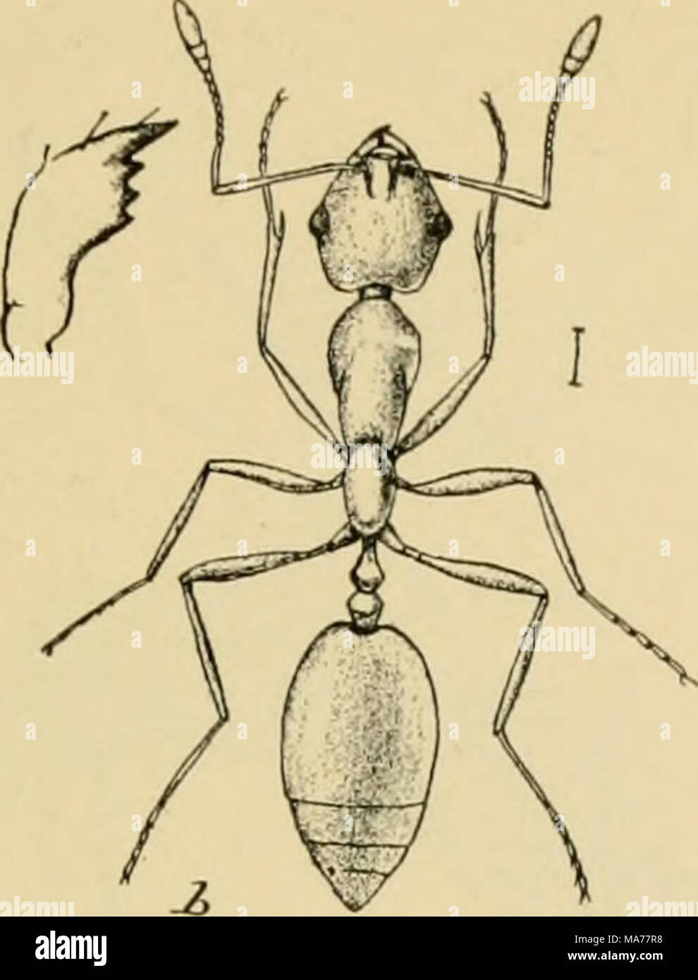 . Elementary entomology . Fig. 407. The red ant {Mono7?iori!it)i ...