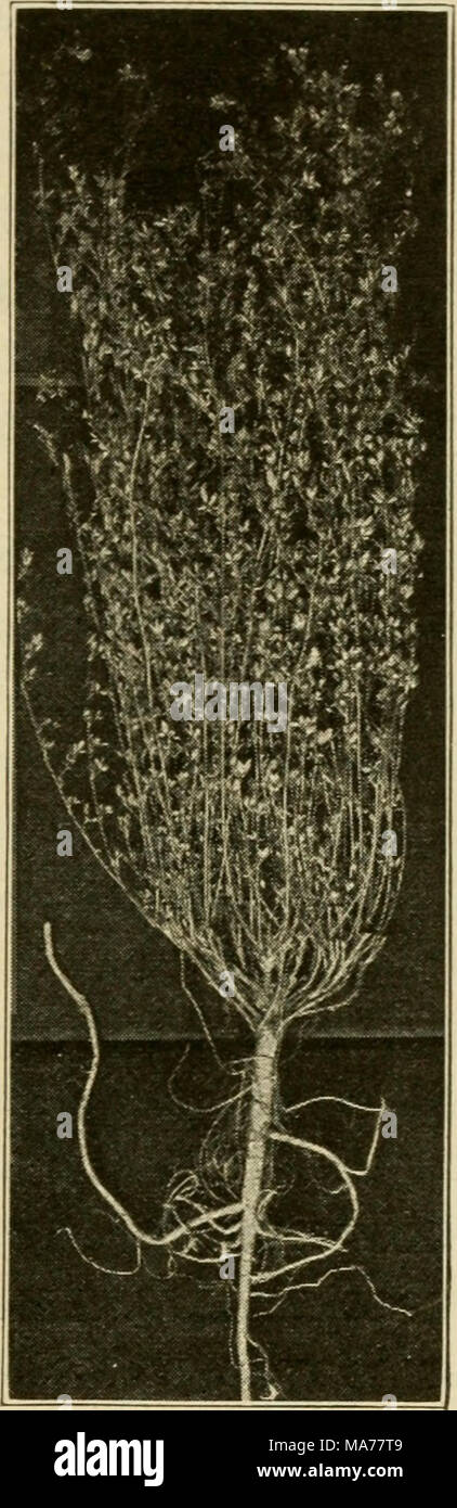 . Elementary agriculture . Courtesy Santa Fe R. R, Fig. 84. Alfalfa ...