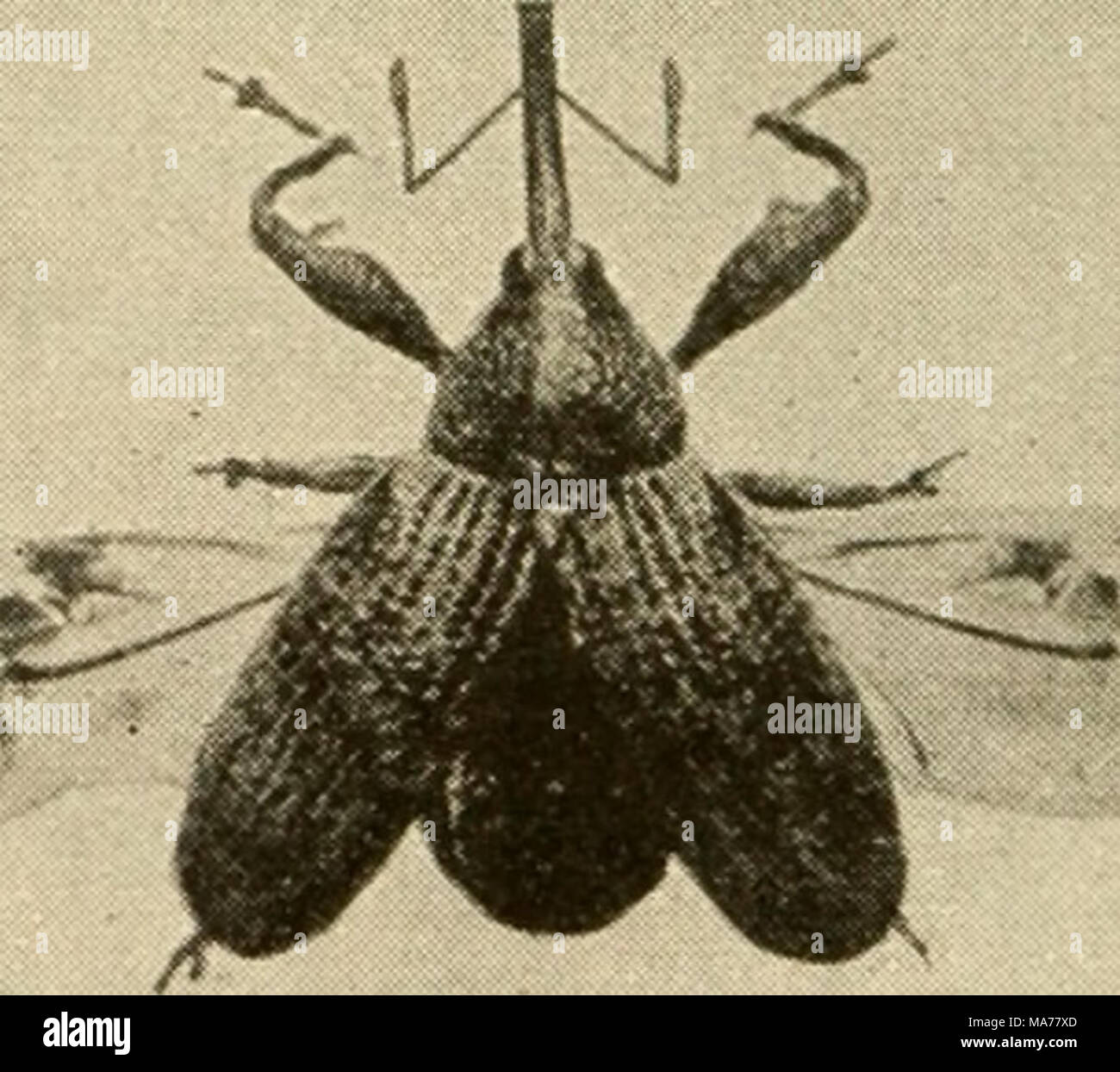 . Elementary agriculture . Courtesy U. S. Dept. of Agriculture Fig. 43 ...