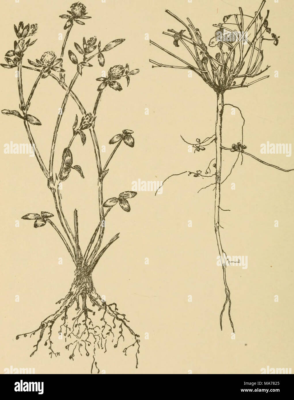 . Elementary agriculture with practical arithmetic . CLOVER AND ALFALFA ...