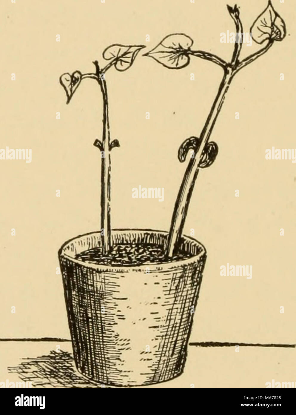 Two cotyledons hi-res stock photography and images - Alamy