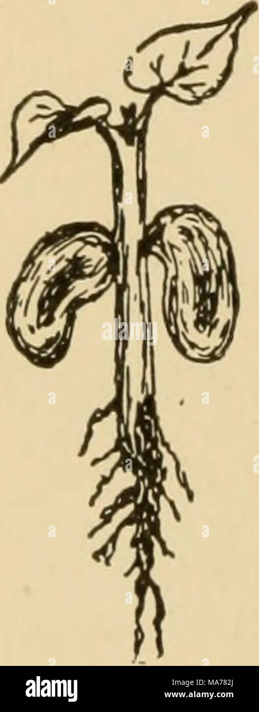 Corn embryo hi-res stock photography and images - Alamy