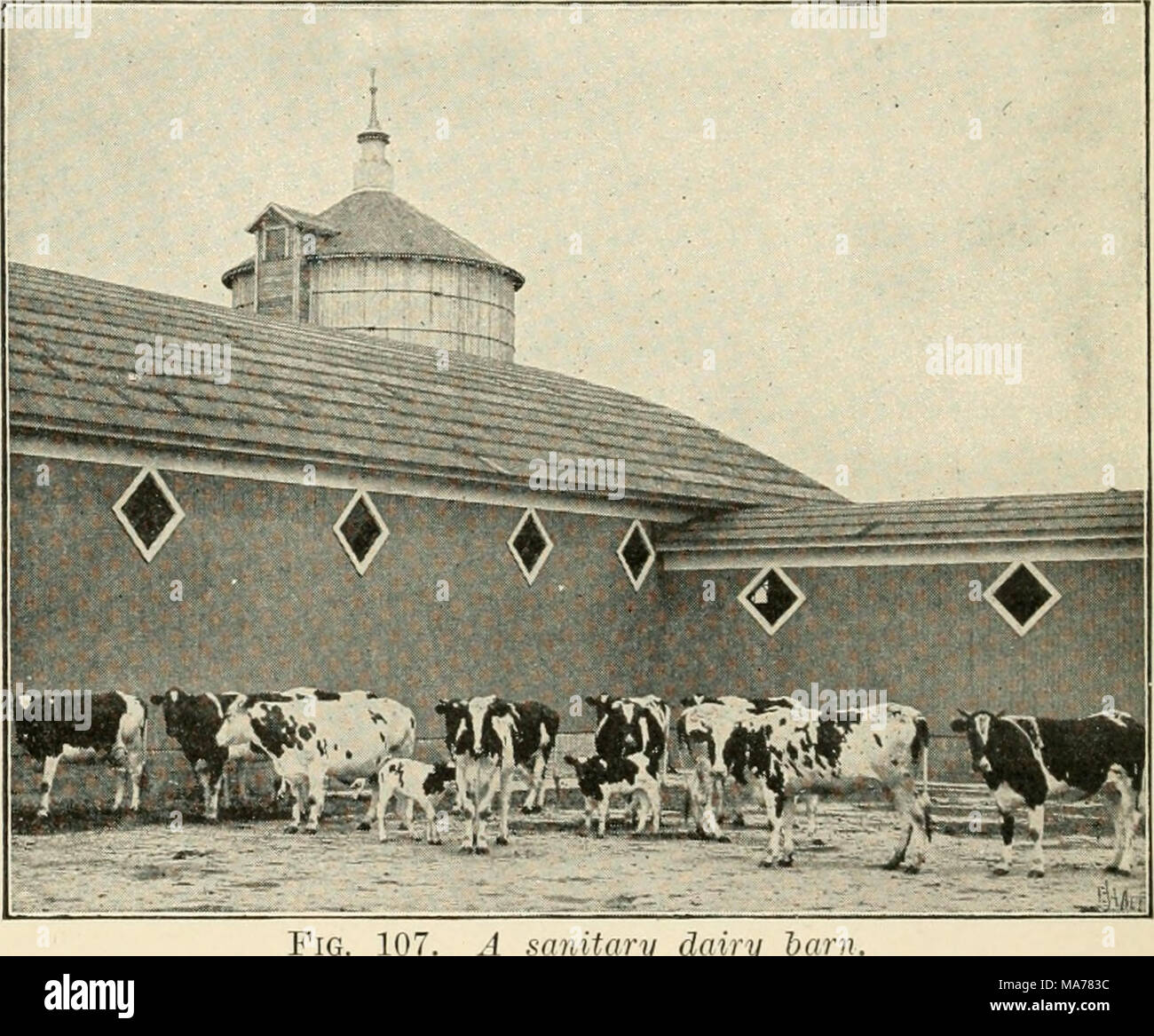 Cow bum hi-res stock photography and images - Alamy