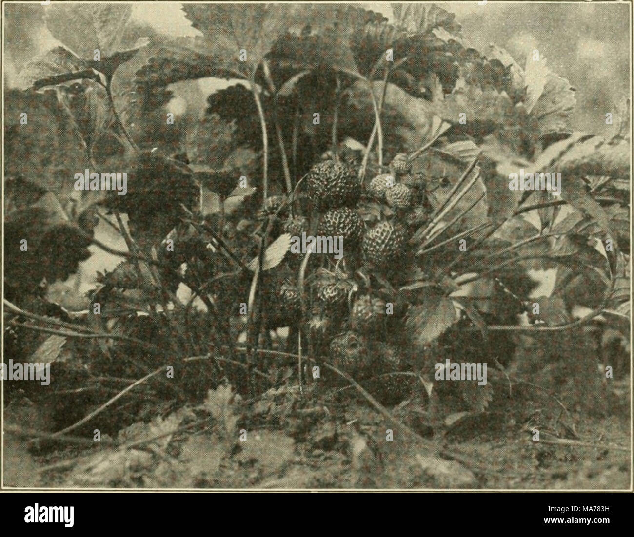 . Elementary agriculture . Fig. 100. Nothing so fine as home-grown ...