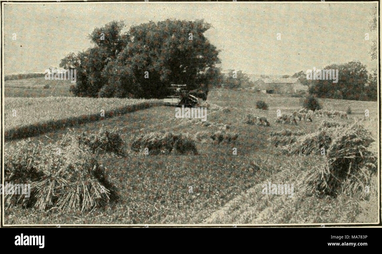 . Elementary agriculture . Fig. 96. A heavy crop of oats. be wilted by ...