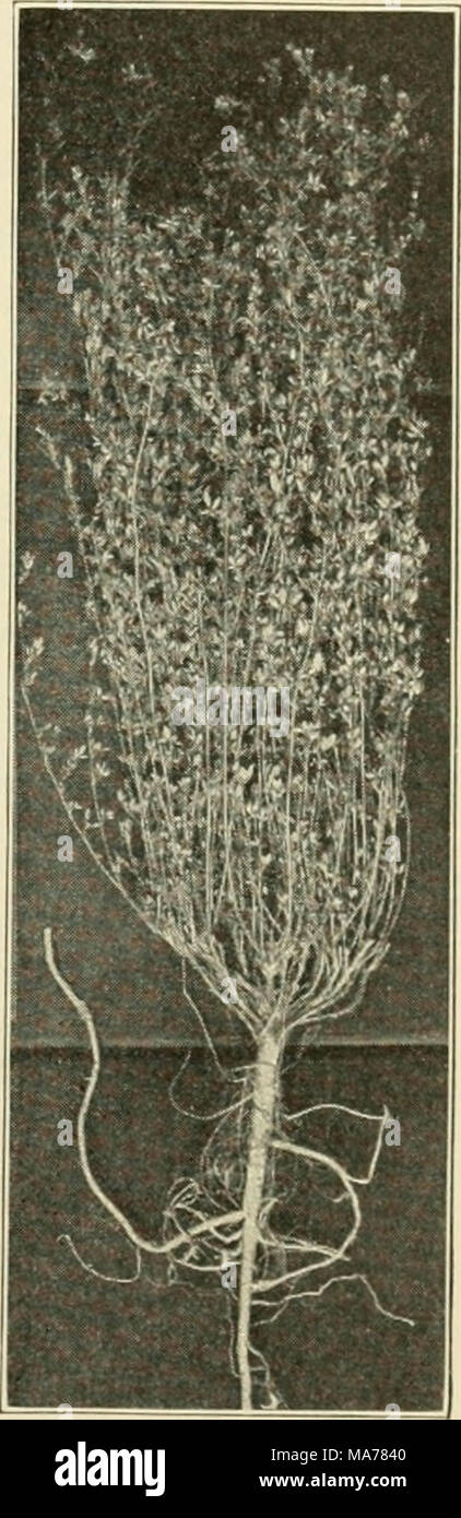 . Elementary agriculture . Courtesy Santa Fe R. R. Fig-. 88. Alfalfa ...