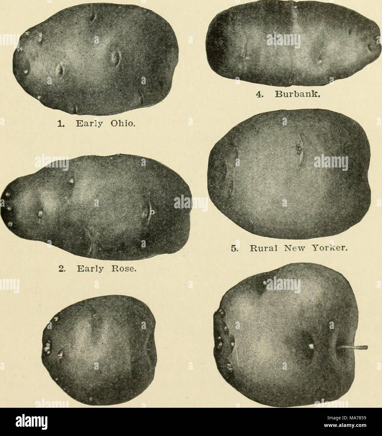 . Elementary agriculture . 3. Triumph. 6. Peerless. Courtesy of ...