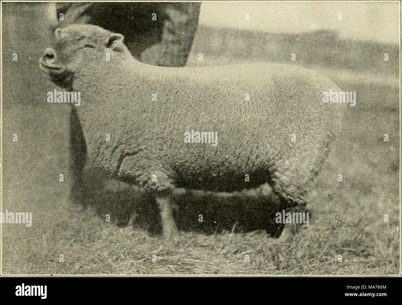 Lambs elementary hi-res stock photography and images - Alamy