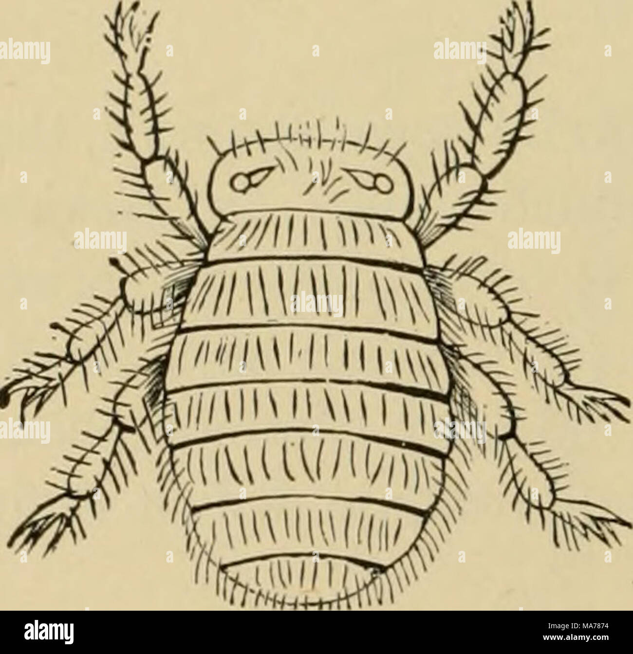 Order siphonaptera hi-res stock photography and images - Alamy