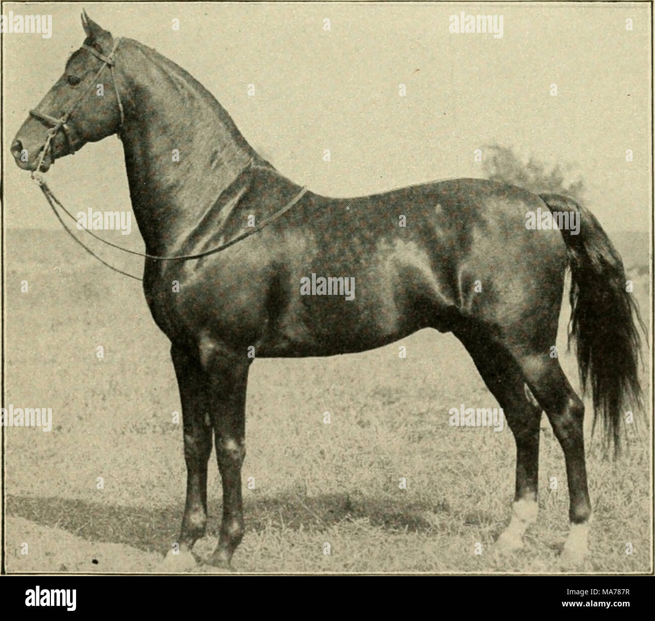 . Elementary agriculture . Fig. 6. American trotting horse (Morgan type ...