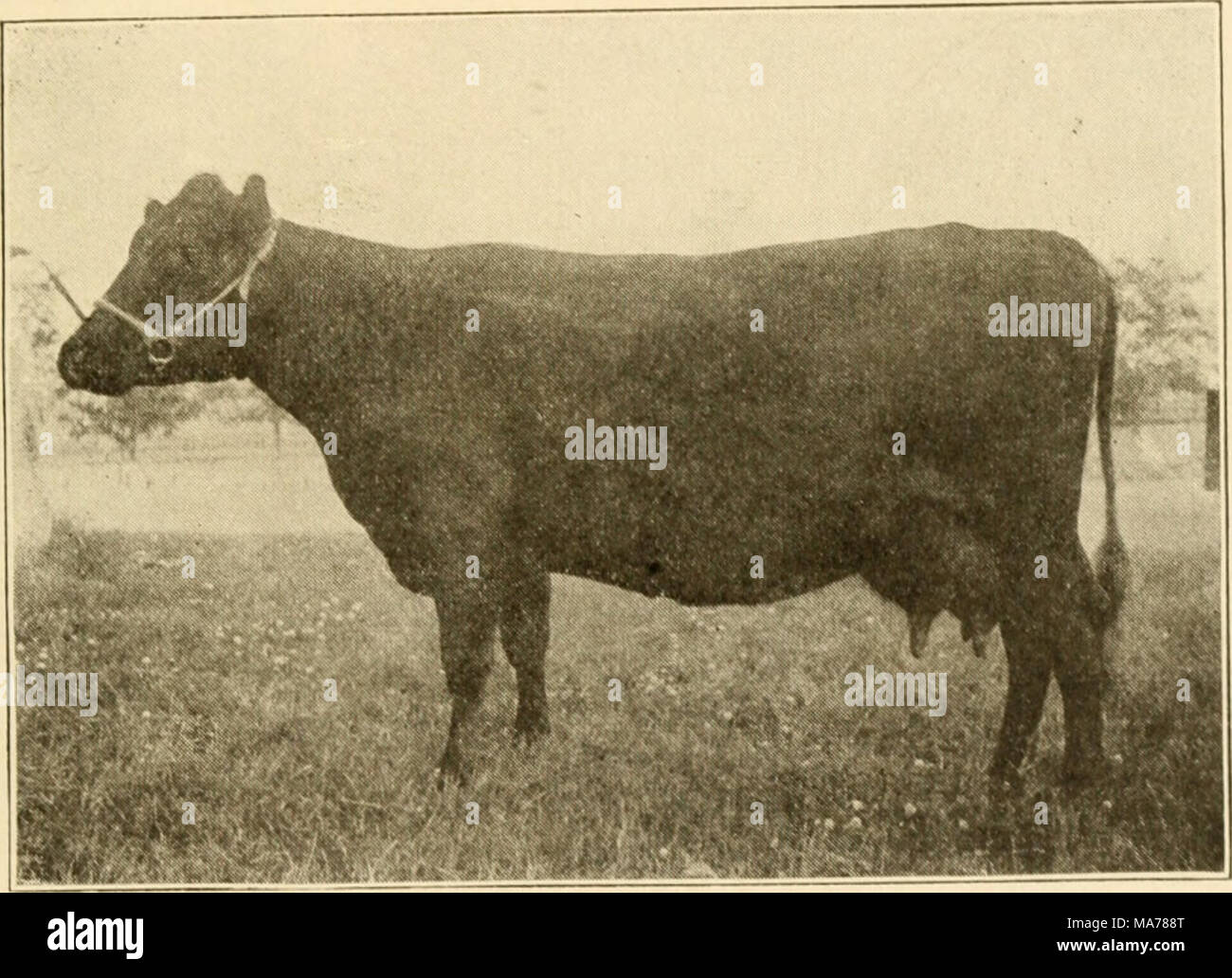 . Elementary agriculture with practical arithmetic . RED POLLED COW ...