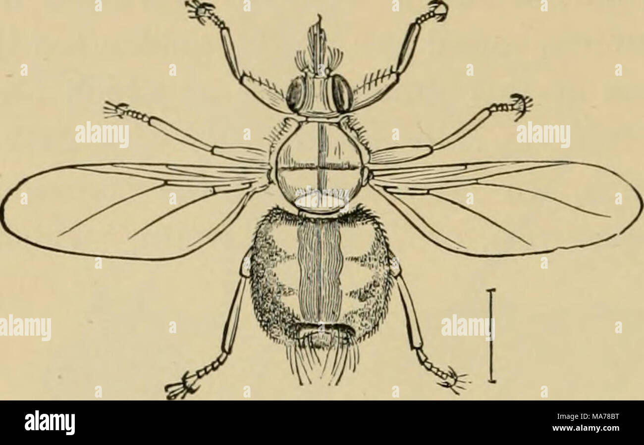 . Elementary entomology . Some of the louse-flies {Hippoboscidac) are ...