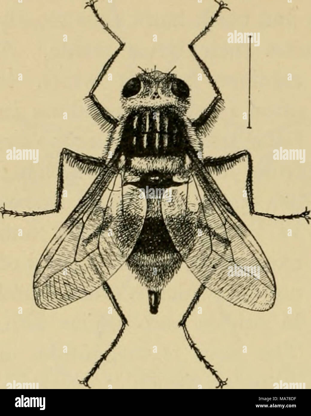 Bot ox hi-res stock photography and images - Alamy