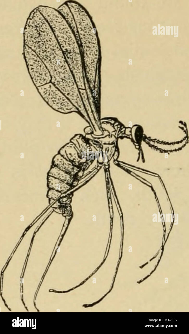 . Elementary entomology . Fig. 359. Pear midge [Di- plosh pyrivora ...
