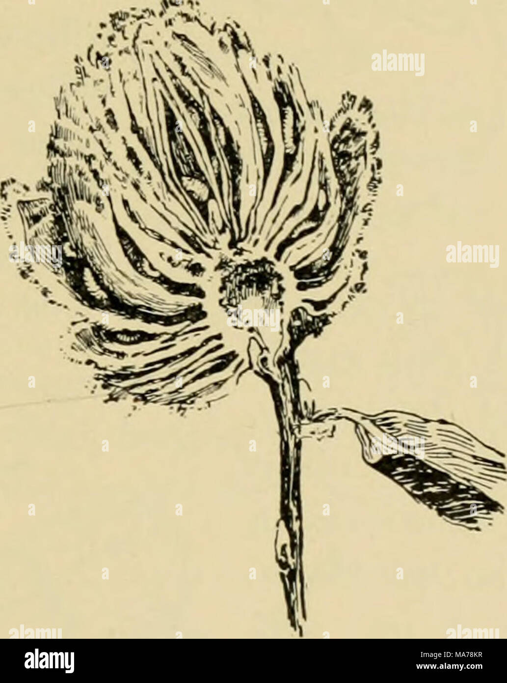 Little maggots hi-res stock photography and images - Alamy