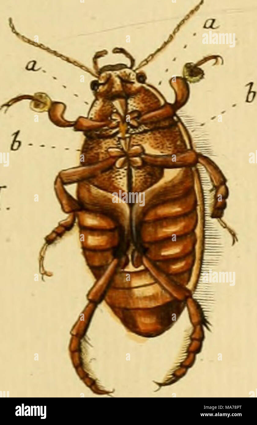 Coloribus hi-res stock photography and images - Alamy