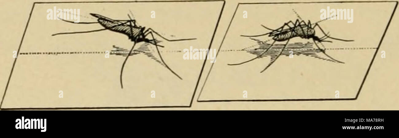 . Elementary entomology . Fig. 350. Resting positions of Anopheles and ...