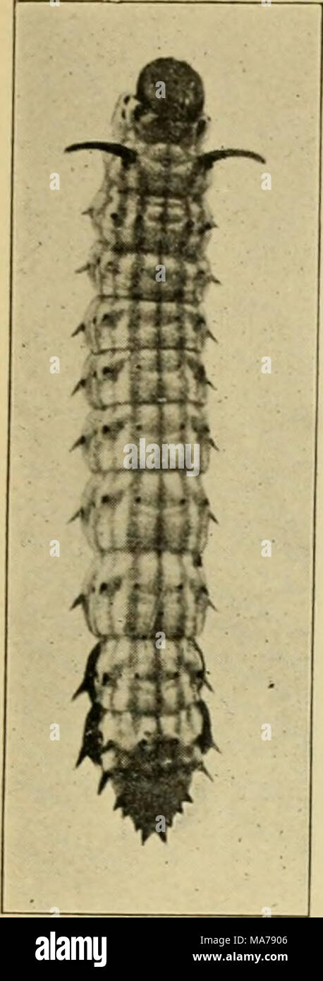 Moth larvas hi-res stock photography and images - Alamy
