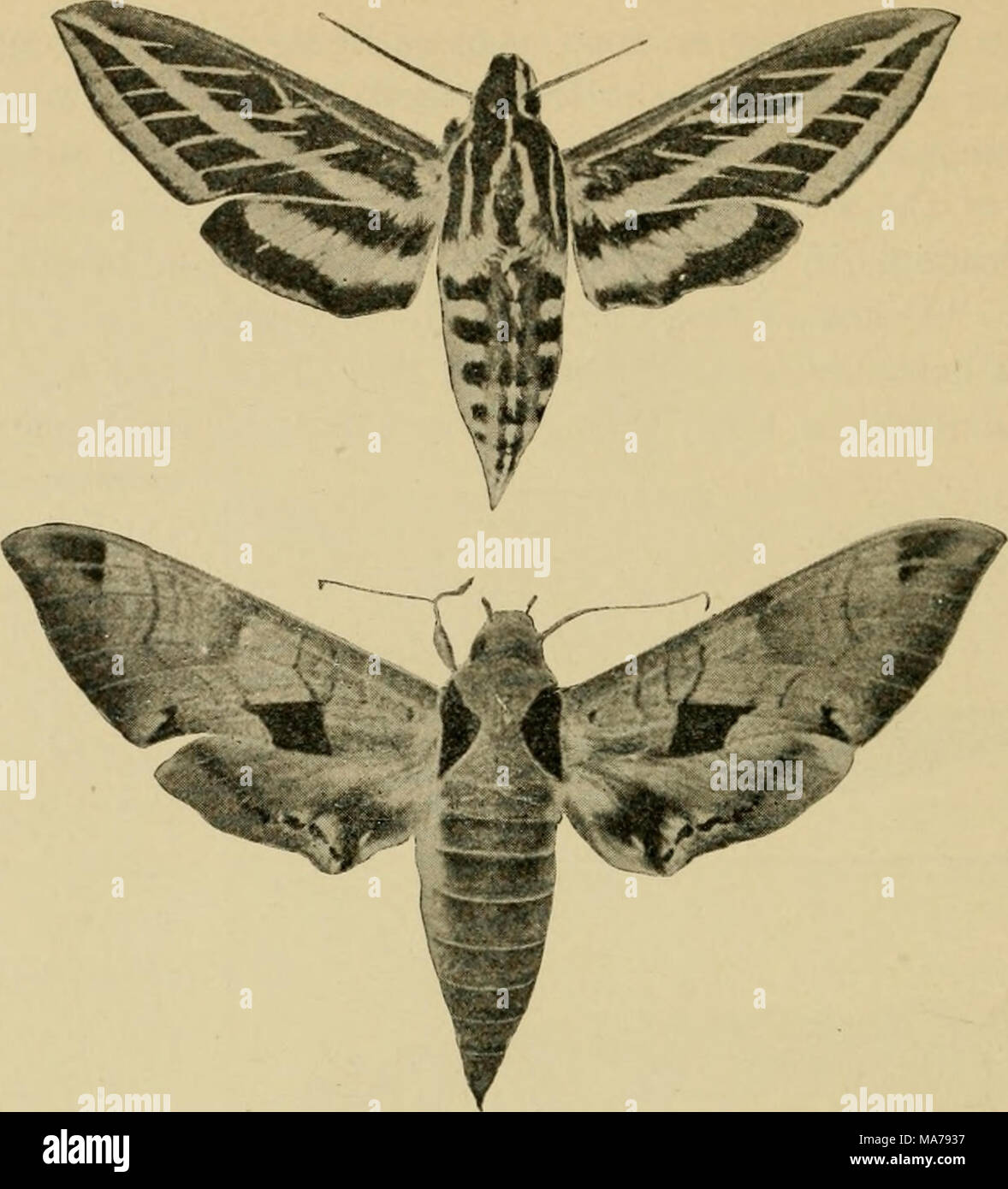 . Elementary entomology . Fig. 331. Typical sphinx moths [Deilcphila ...
