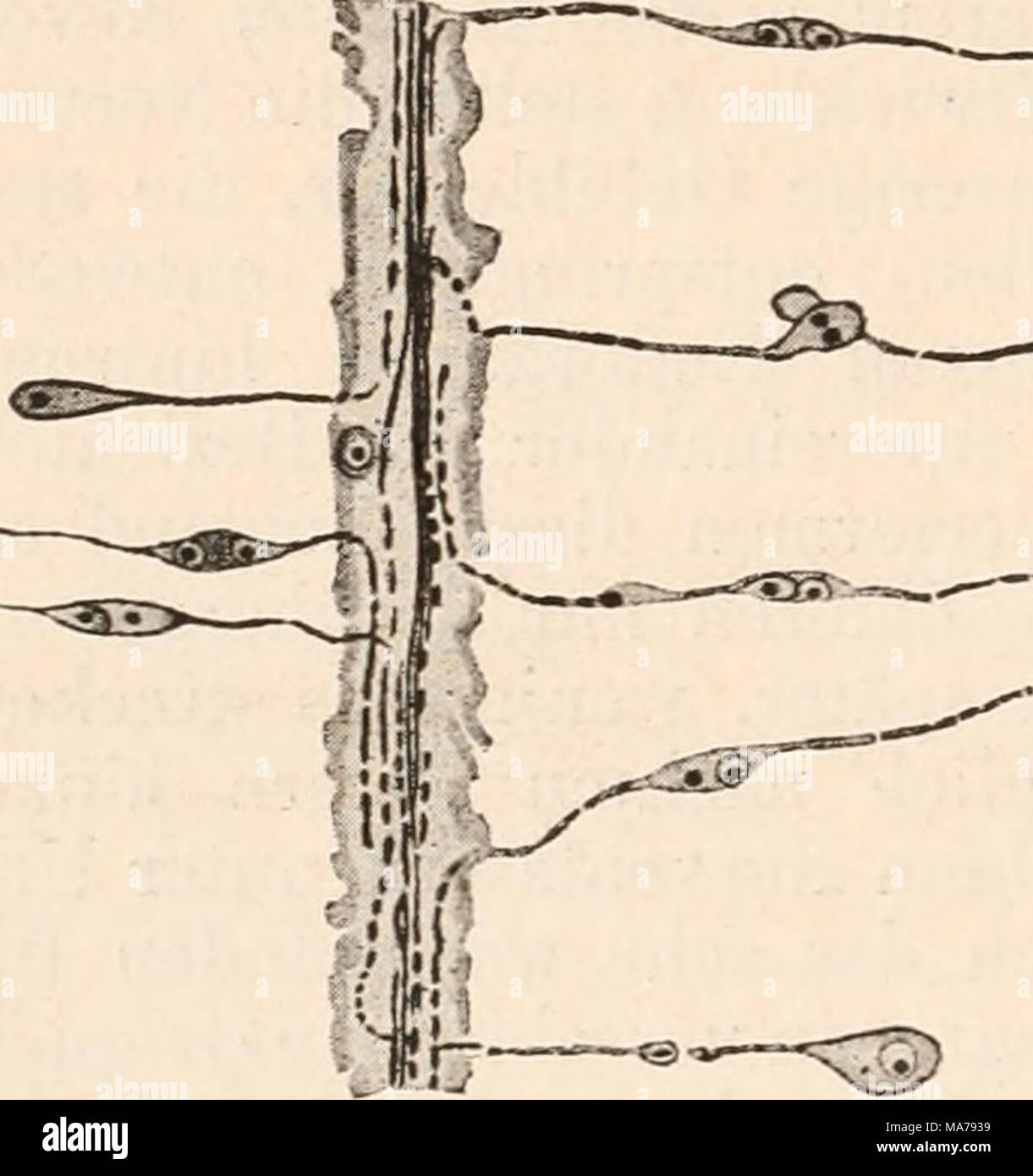 Amphiporus marmoratus hi-res stock photography and images - Alamy